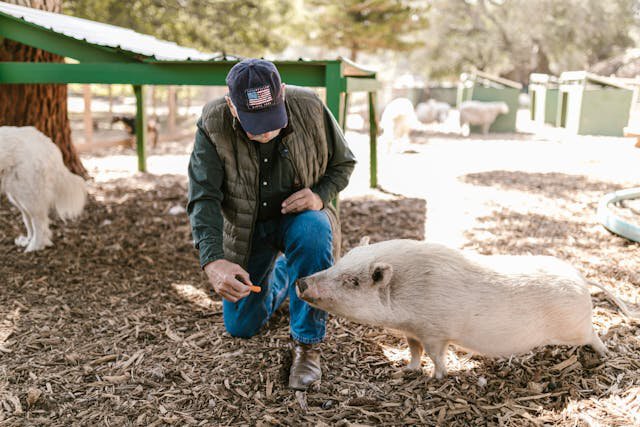 Pig farm worker (Experience in large farms) | Robin